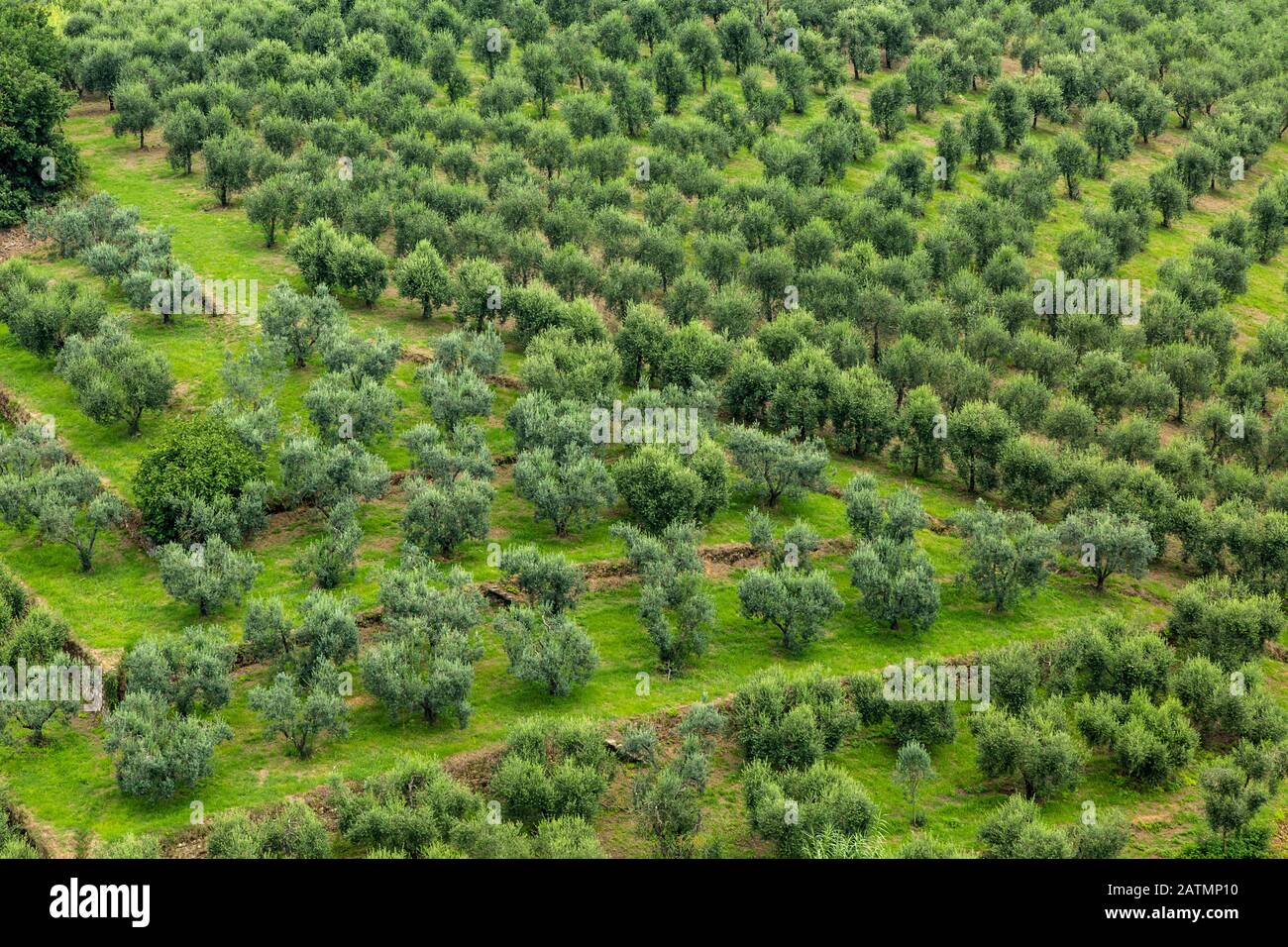 Aerial view of a green olive tree plantation in Tuscany, Italy Stock ...
