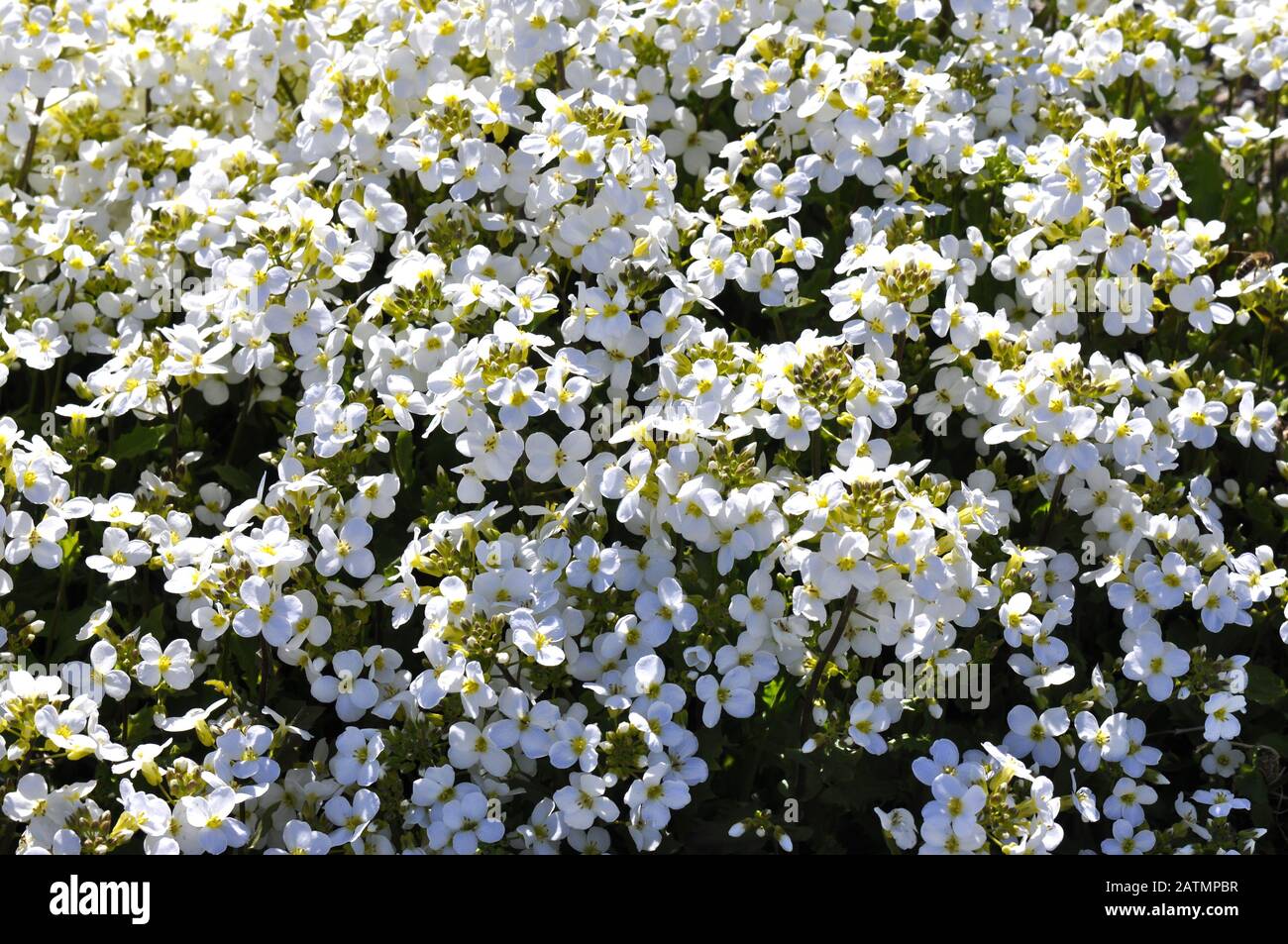 Arabis Alpina High Resolution Stock Photography and Images - Alamy