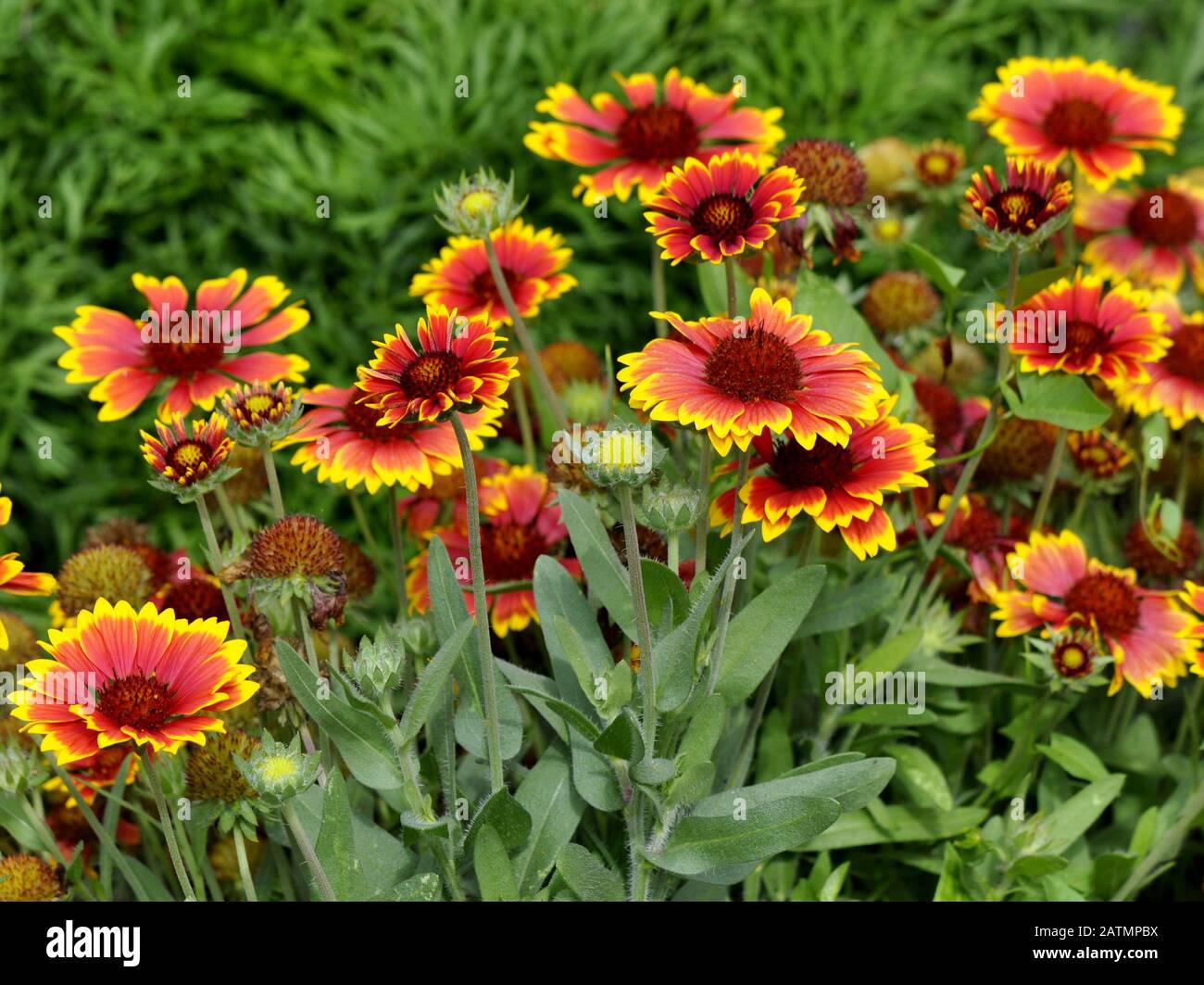 Tagetes patula group of flowers in a garden Stock Photo - Alamy