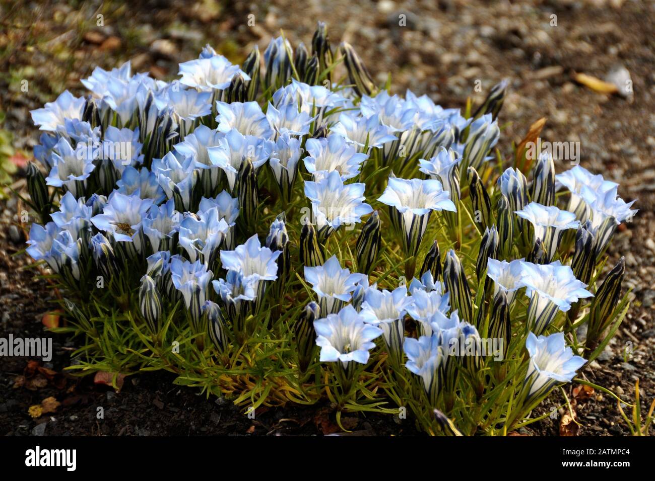 Blue gentian hi-res stock photography and images - Alamy