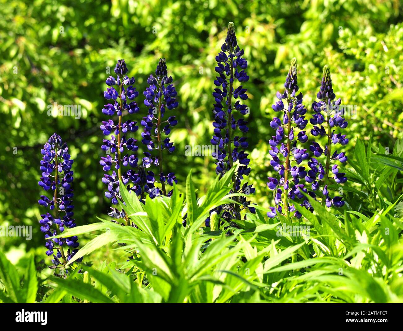 Blue garden lupin Lupinus polyphyllus Stock Photo - Alamy