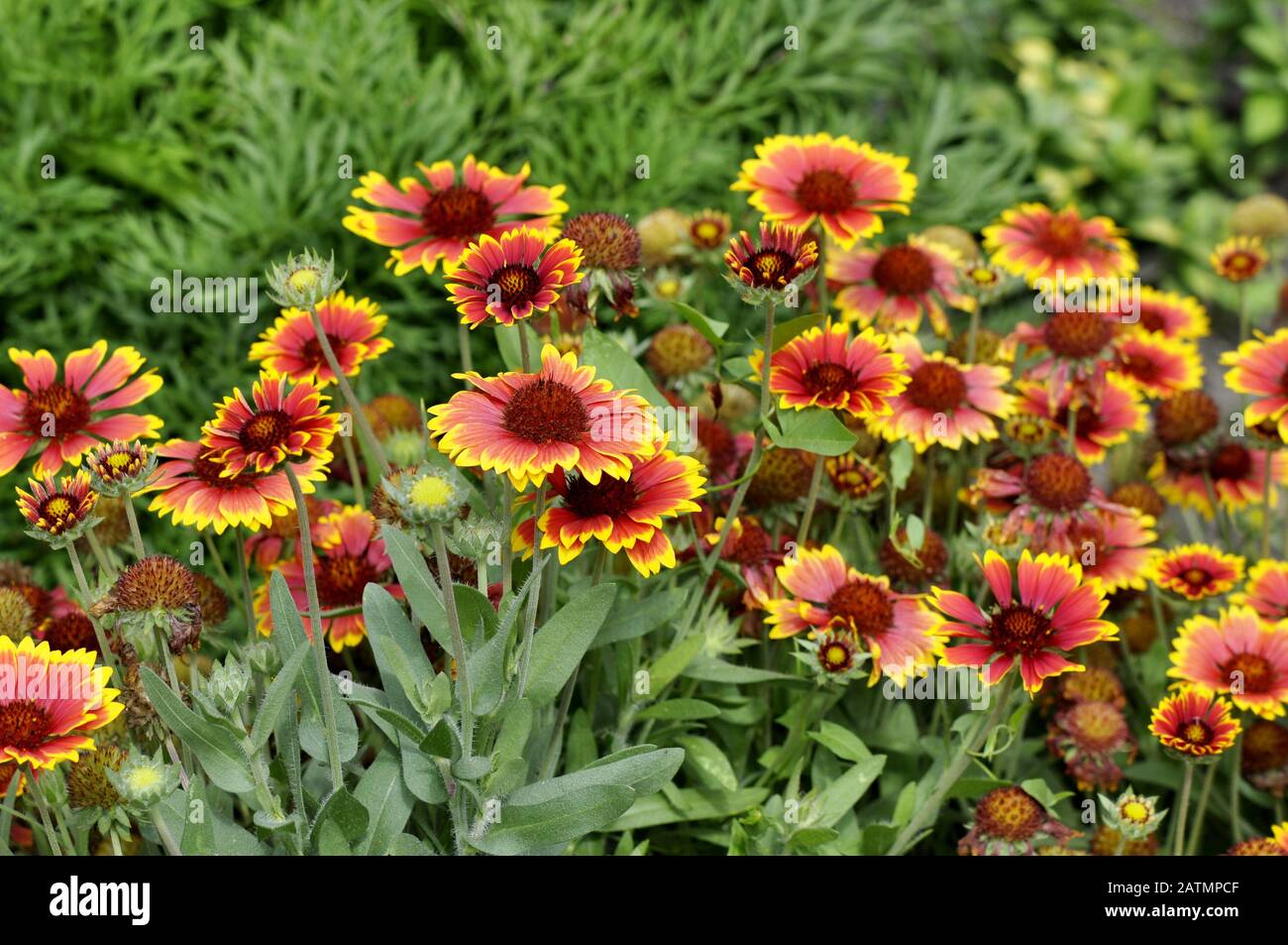 Group of flowers hi-res stock photography and images - Alamy