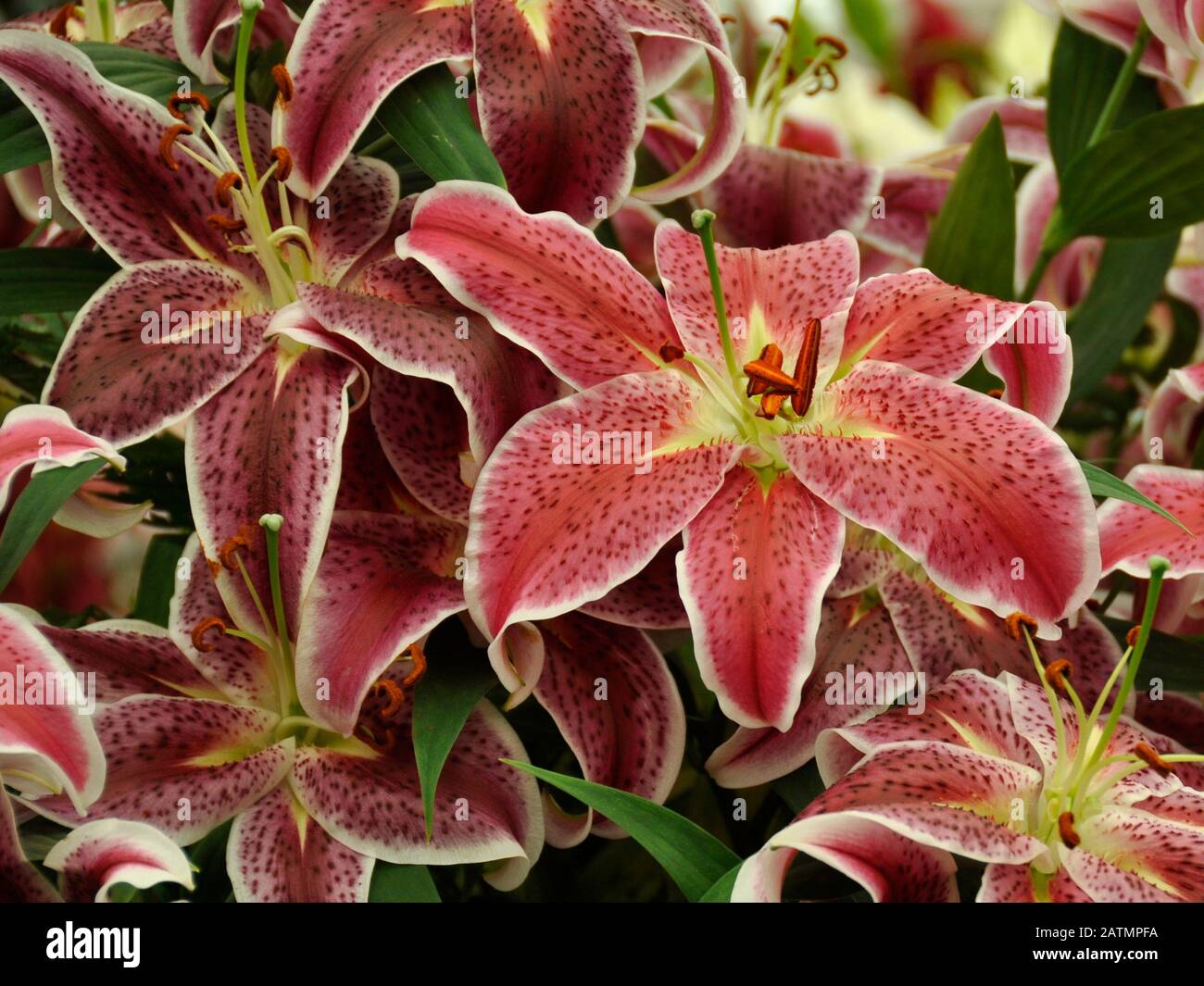 Big red lilies flowering in a garden Stock Photo - Alamy