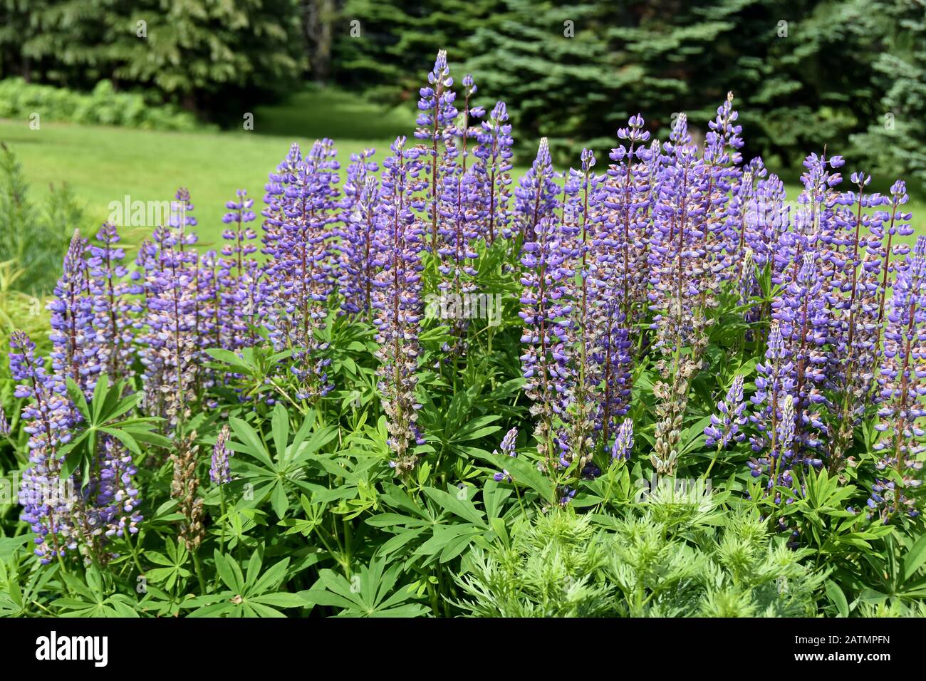 Lupin lupinus blue hi-res stock photography and images - Alamy