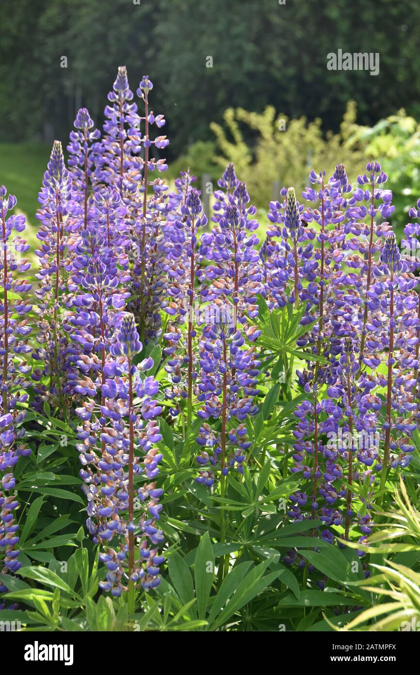 Blue lupinus hi-res stock photography and images - Alamy