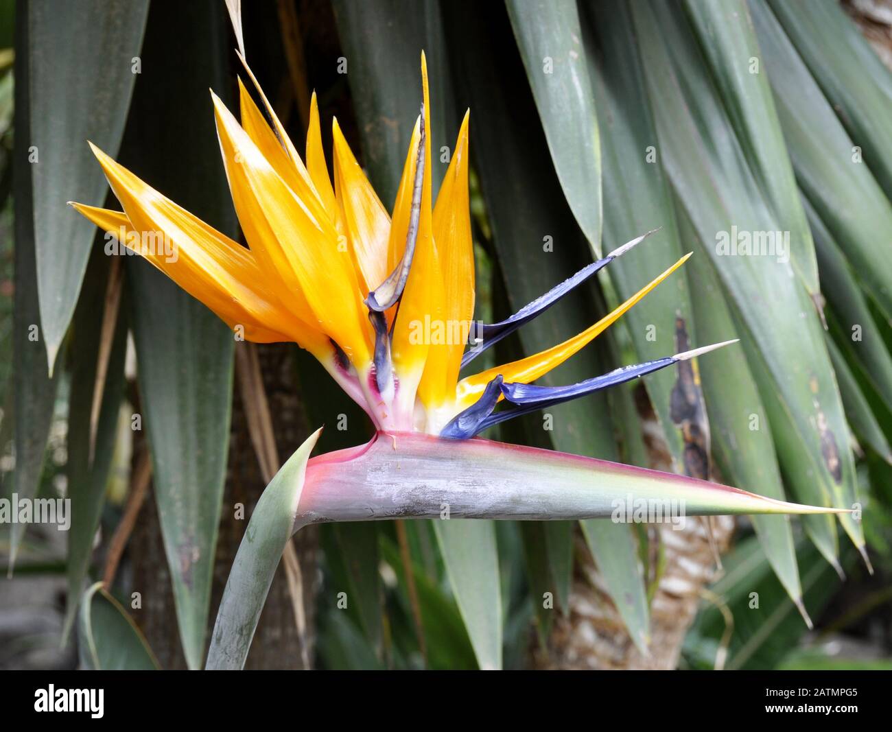 Bird of paradise flowering plant Strelitzia reginae Stock Photo - Alamy