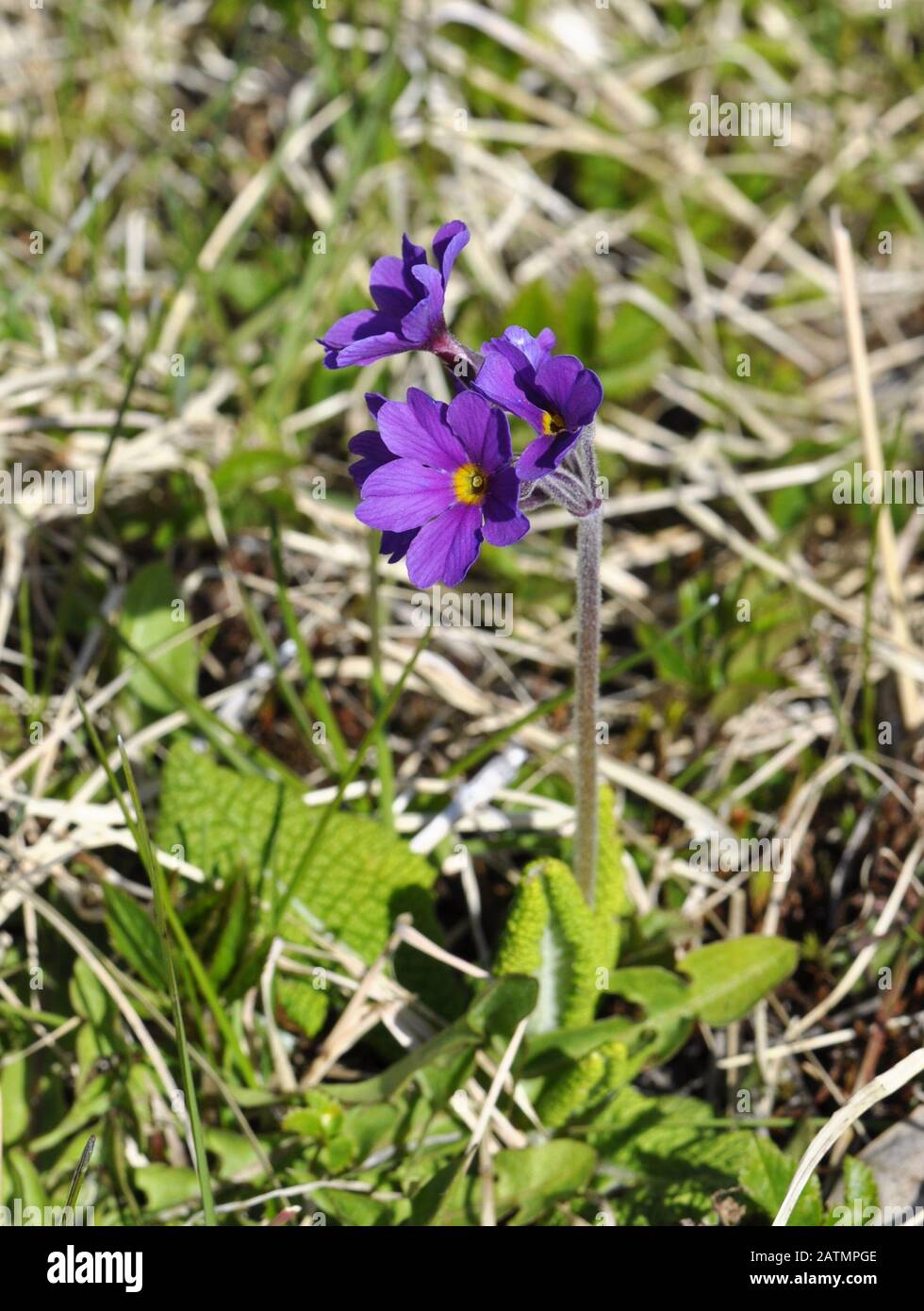 Primrose plant hi-res stock photography and images - Alamy