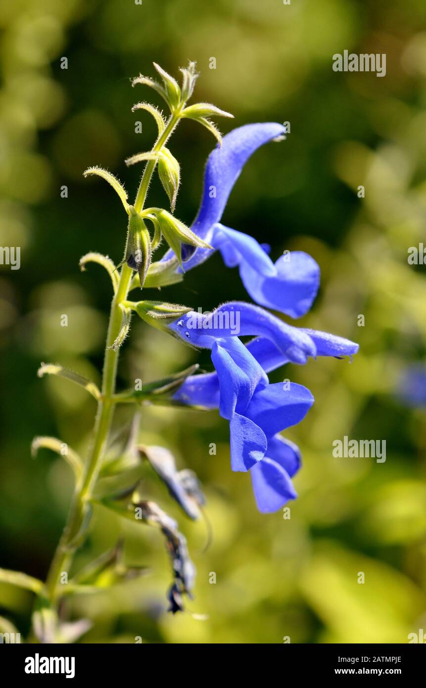Blue flowers of gentian sage Salvia patens Stock Photo - Alamy