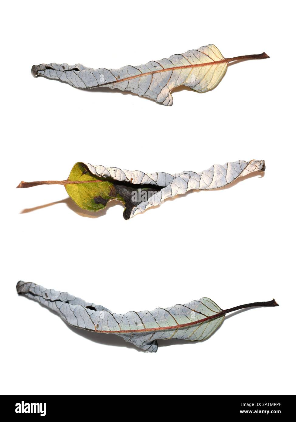 Fallen and withered leaves isolated on white background Stock Photo - Alamy