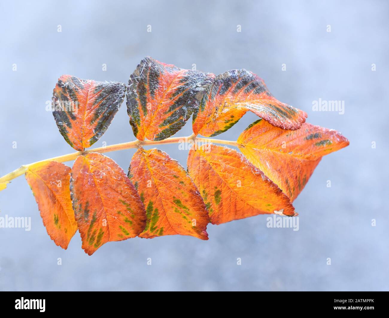 Autumn colored leaf from rosehip Rosa rugosa on gray background Stock ...