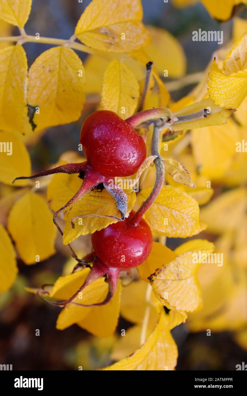 Rose with edible hips hi-res stock photography and images - Alamy