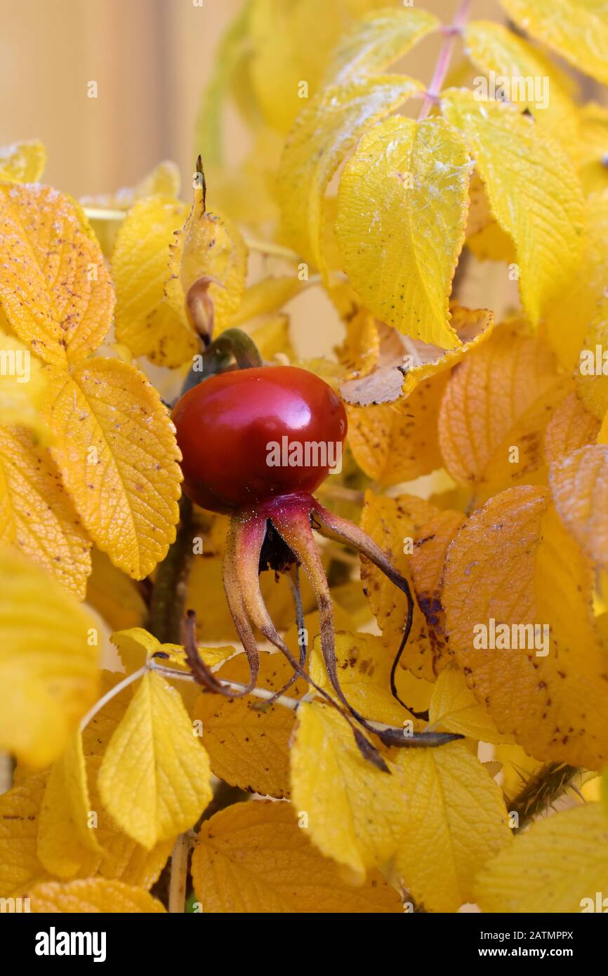 Rose with edible hips hi-res stock photography and images - Alamy