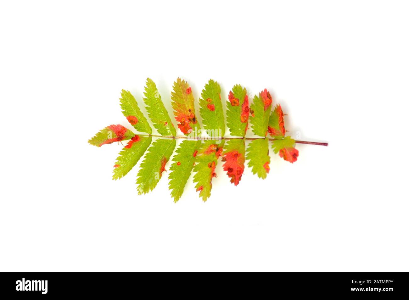 Autumn rowan leaf isolated on white background Stock Photo - Alamy