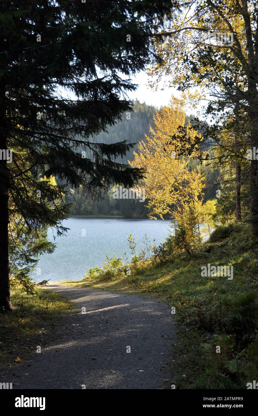 Autumn on a path leading to a pond in the forest Stock Photo - Alamy