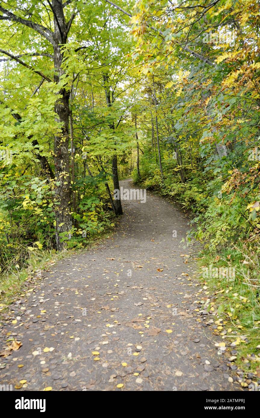 Path to the forest hi-res stock photography and images - Alamy