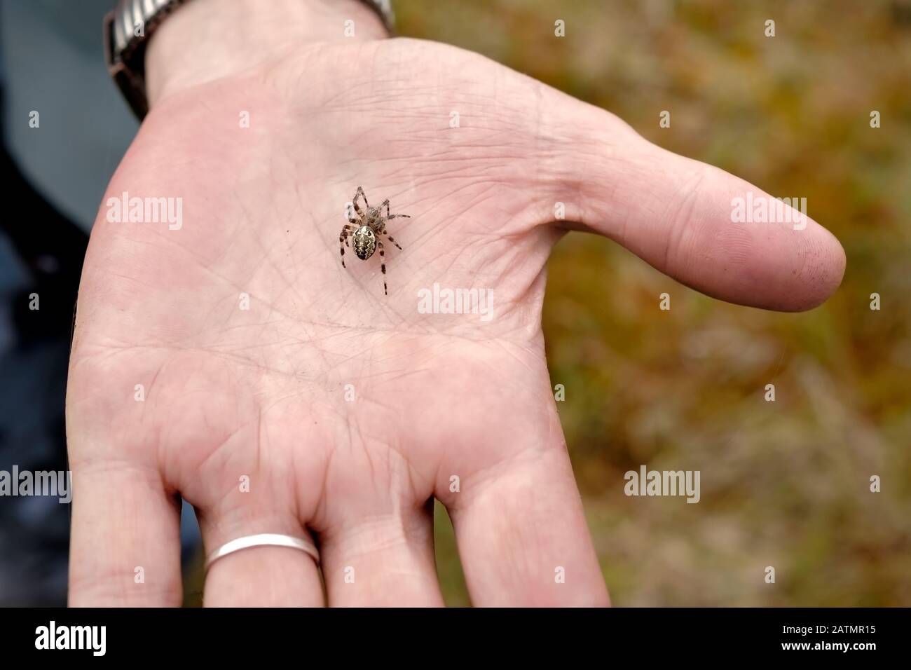 Small araneus spider sits on a man hand. Top view Stock Photo - Alamy