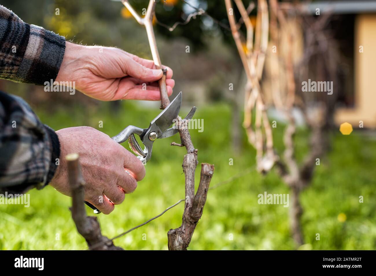 Close-up of a winegrower hand. Prune the vineyard with professional ...