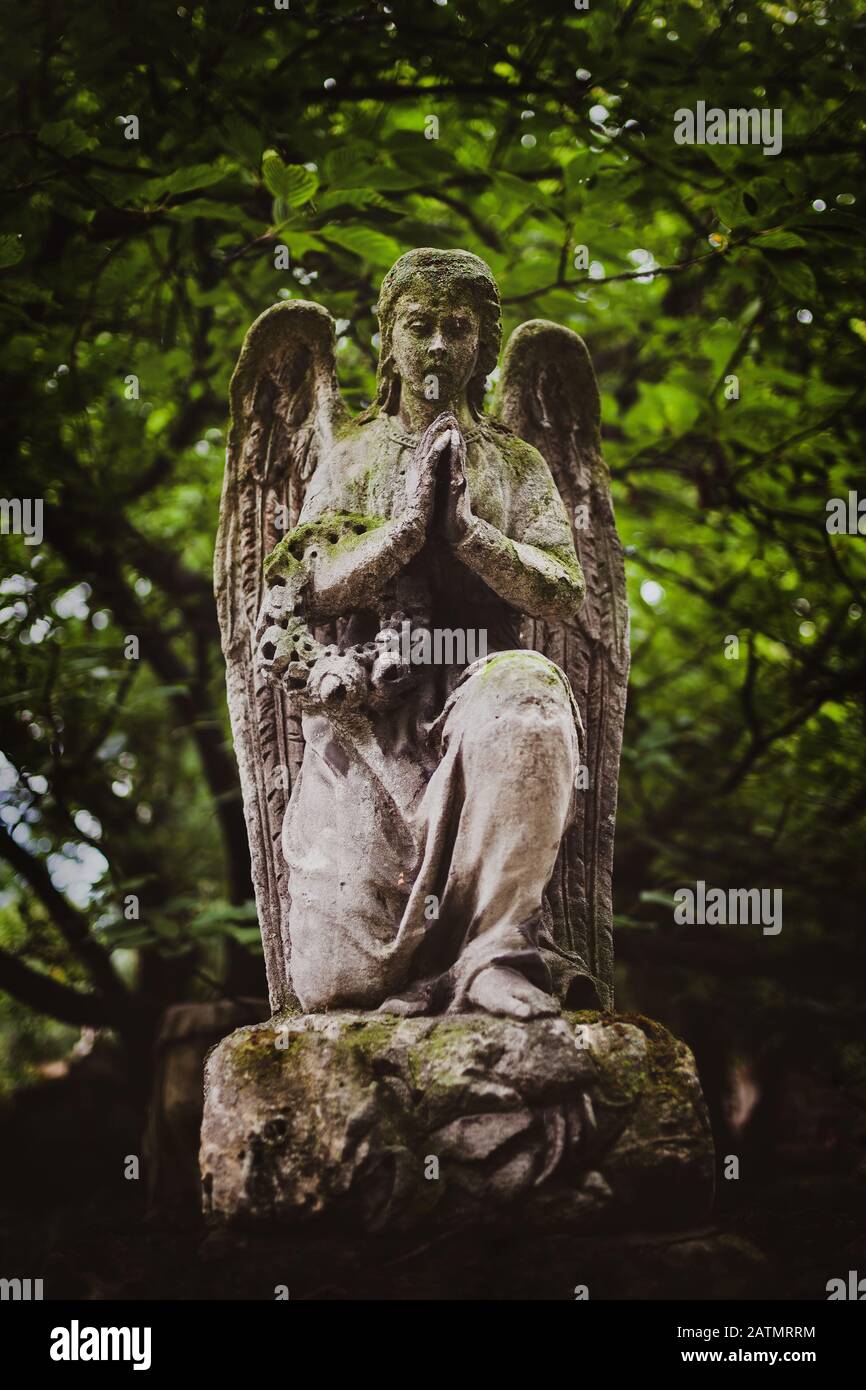 An old kneeling stone sculpture of a praying angel in Rakowicki ...