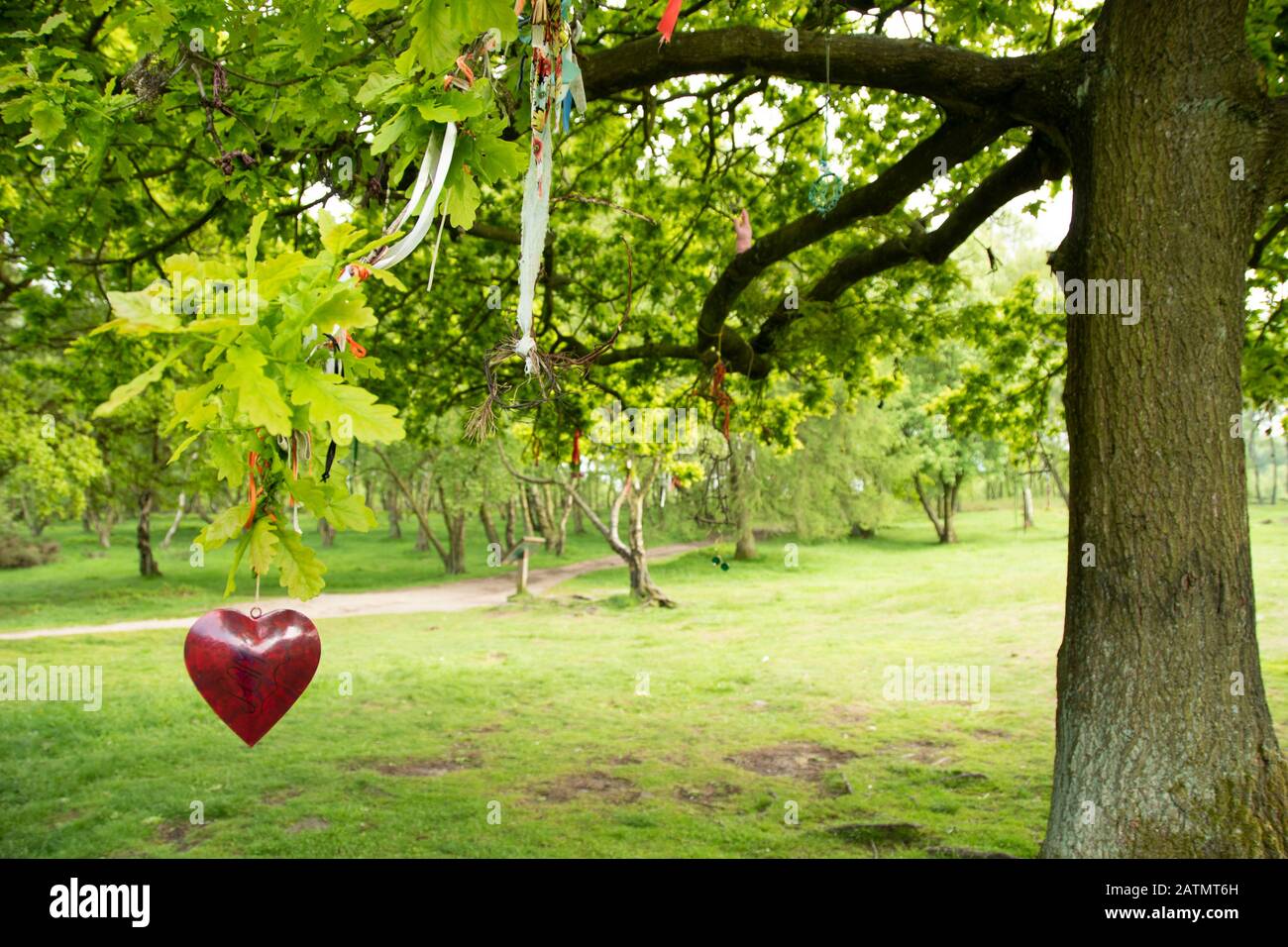 Sacred oak hi-res stock photography and images - Alamy