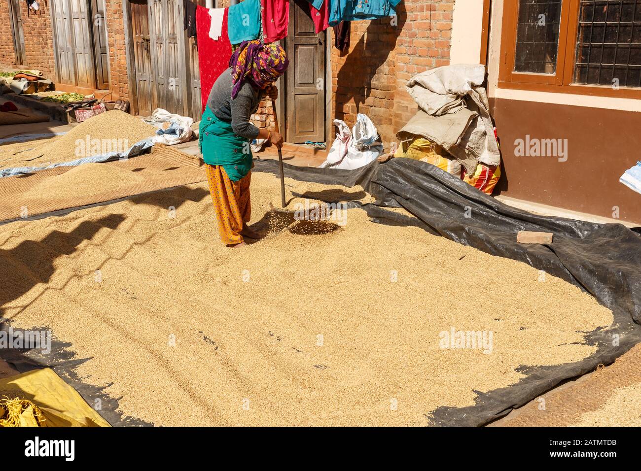 Nepalese woman flips uncooked rice that is dried on the ground ...