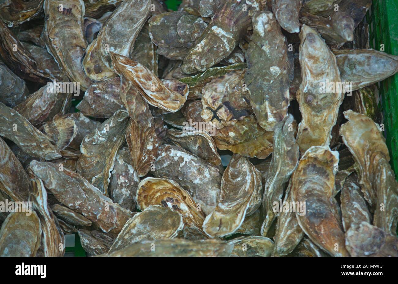 Bucket of oysters hi-res stock photography and images - Alamy
