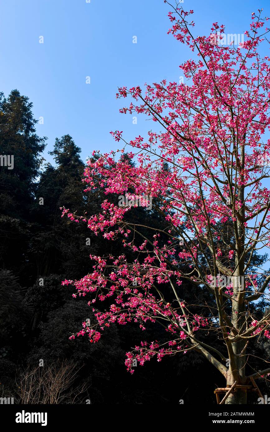 Yoshino cherry trees fall hi-res stock photography and images - Alamy