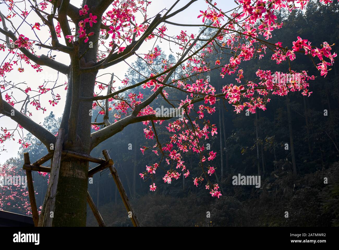 Yoshino cherry trees fall hi-res stock photography and images - Alamy