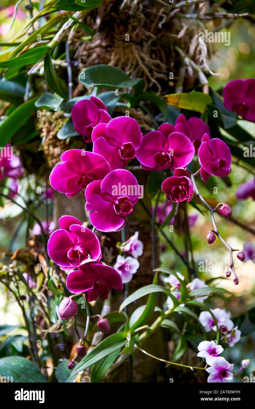 Flowerbed multi colored violets hi-res stock photography and images - Alamy