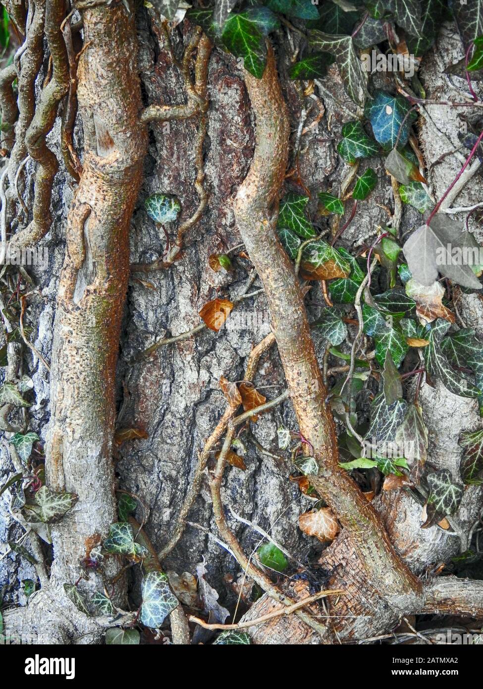 Root system of a tree Stock Photo - Alamy