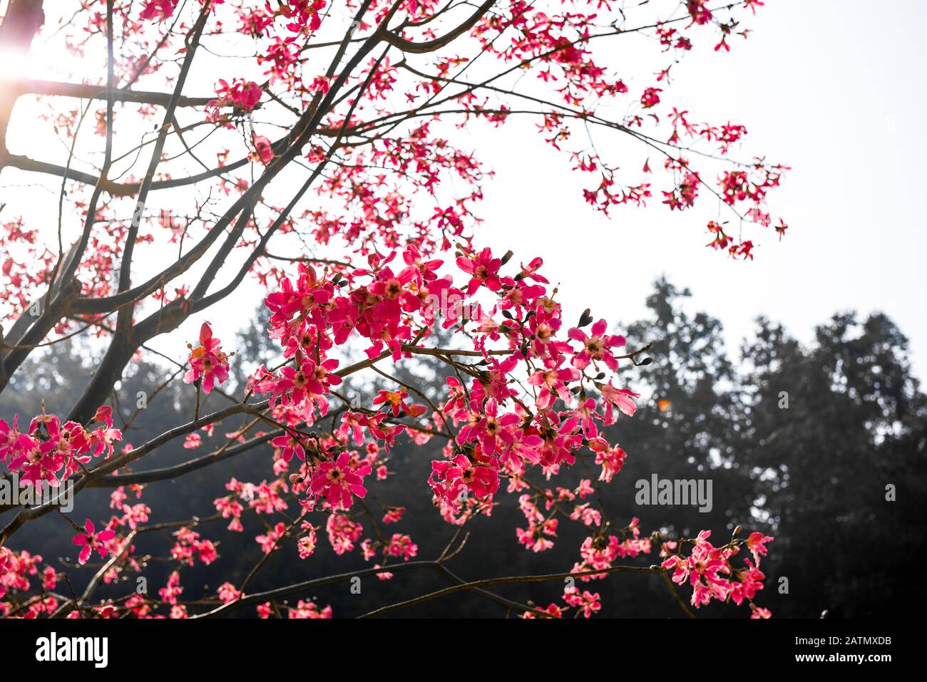 Yoshino cherry trees fall hi-res stock photography and images - Alamy