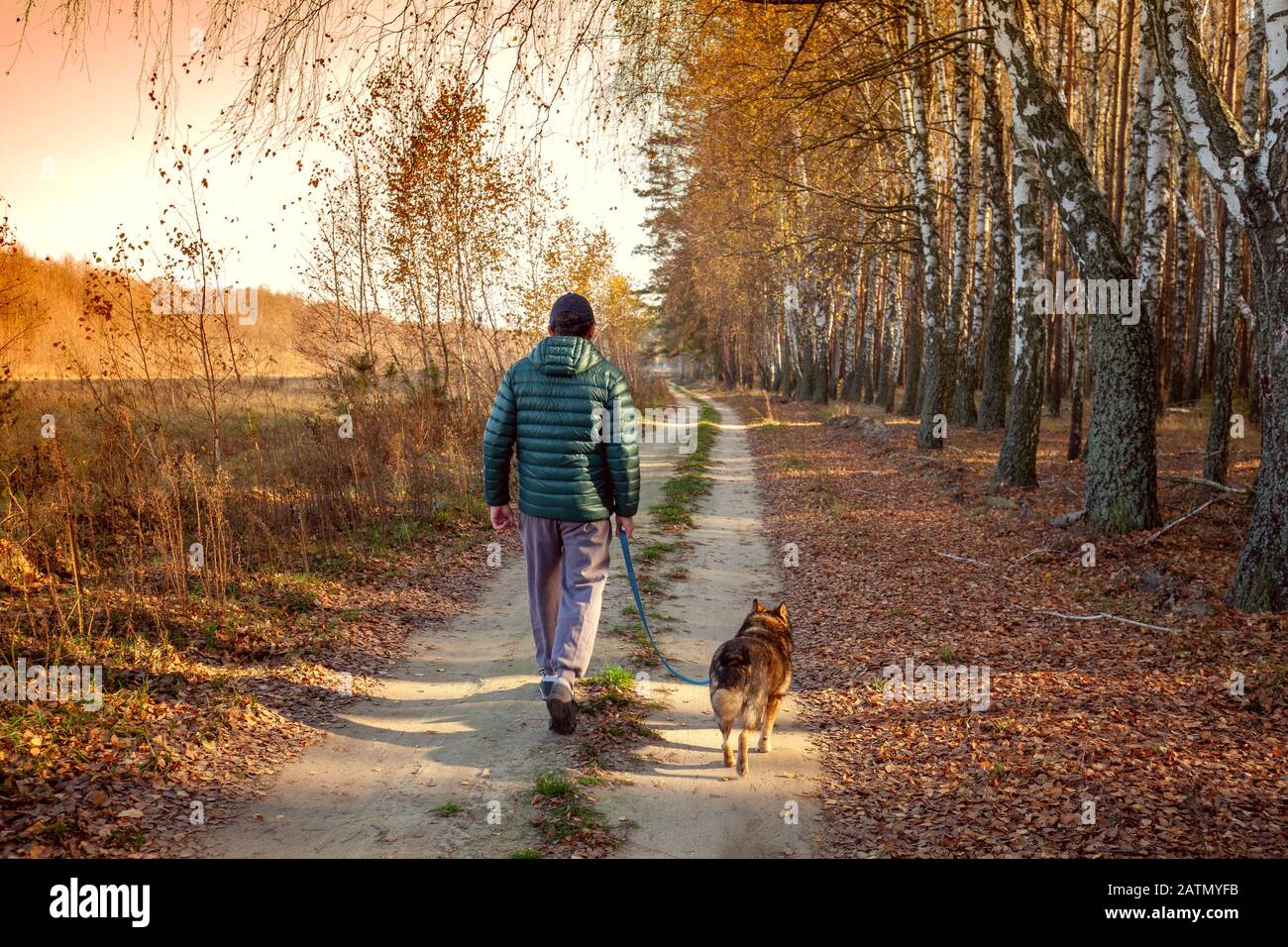 A man with a dog is walking along a country road along a birch grove ...