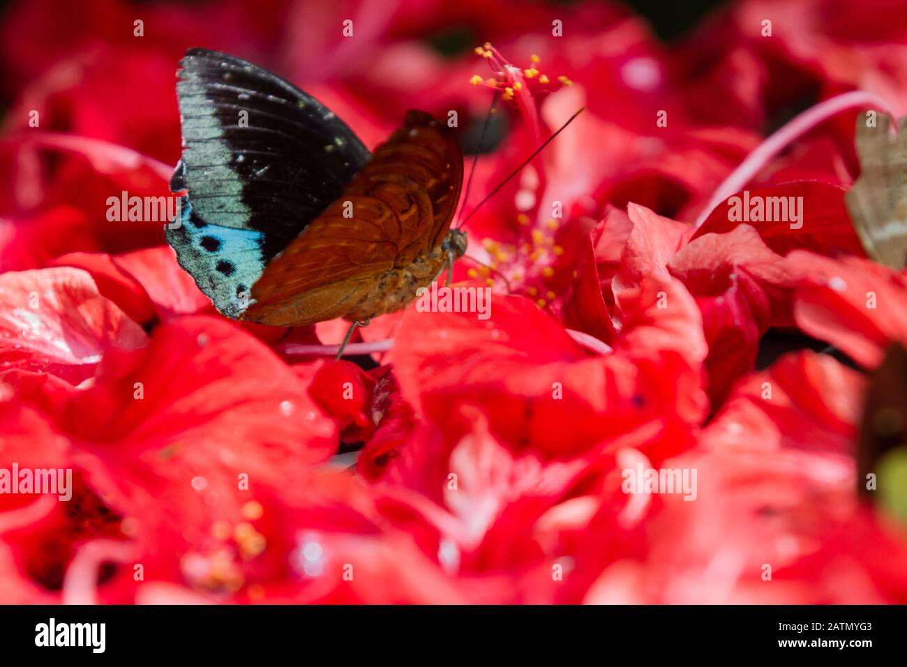 Lexias pardalis, the common archduke in blue and black on green leaf ...