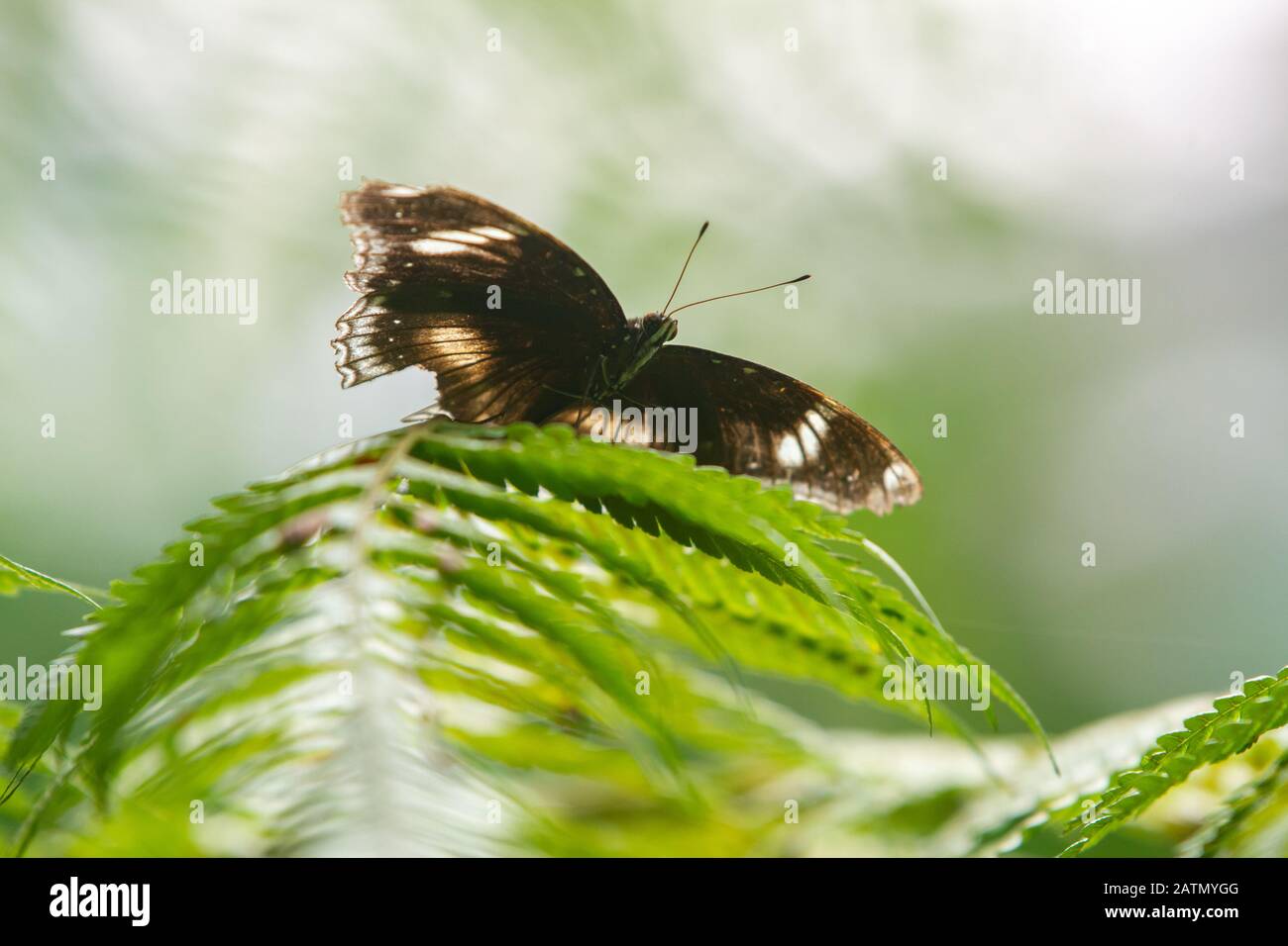 Lexias pardalis, the common archduke in blue and black on green leaf ...