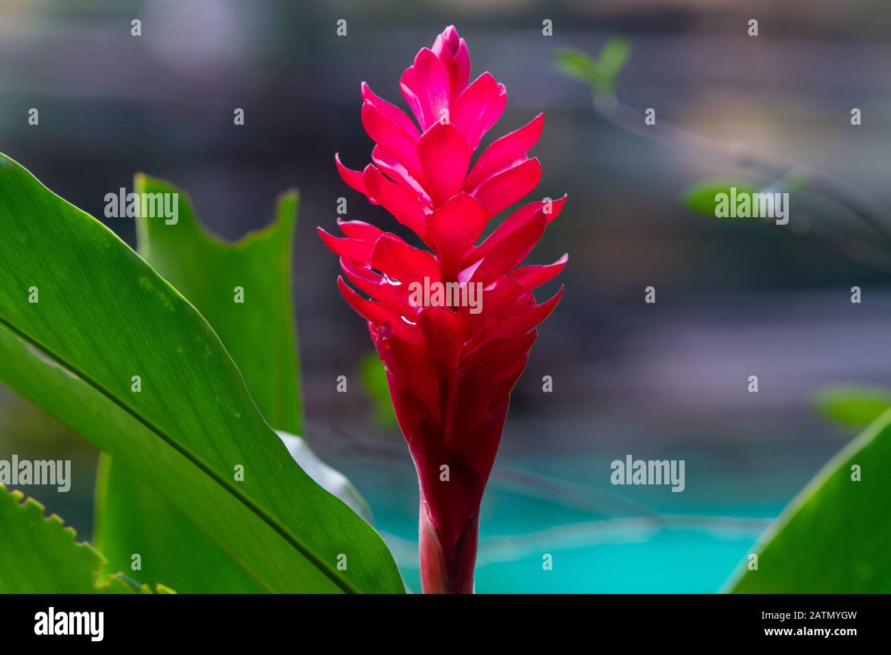 Alpinia purpurata, red ginger, also called ostrich plume and pink cone ...