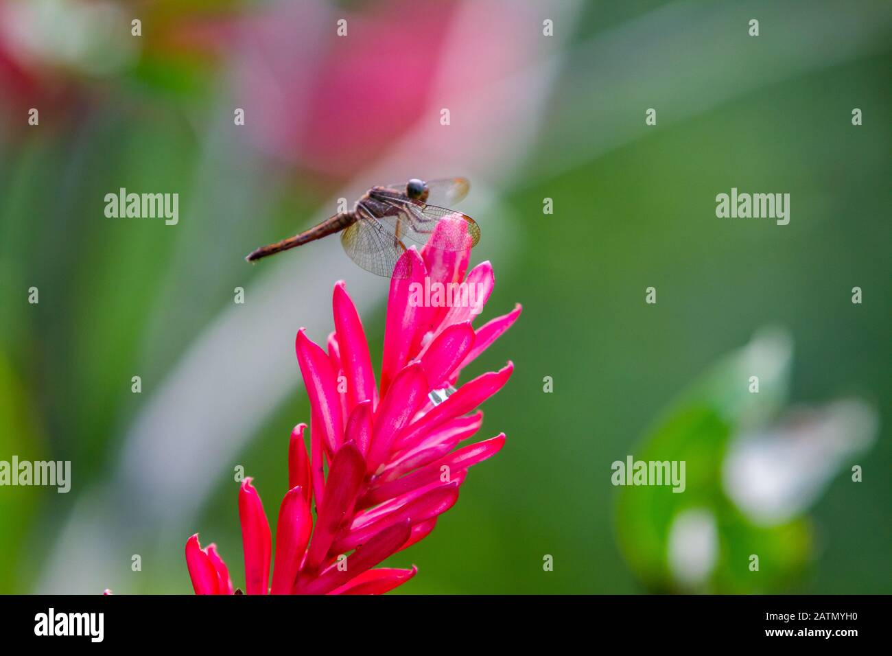 Alpinia purpurata, red ginger, also called ostrich plume and pink cone ...