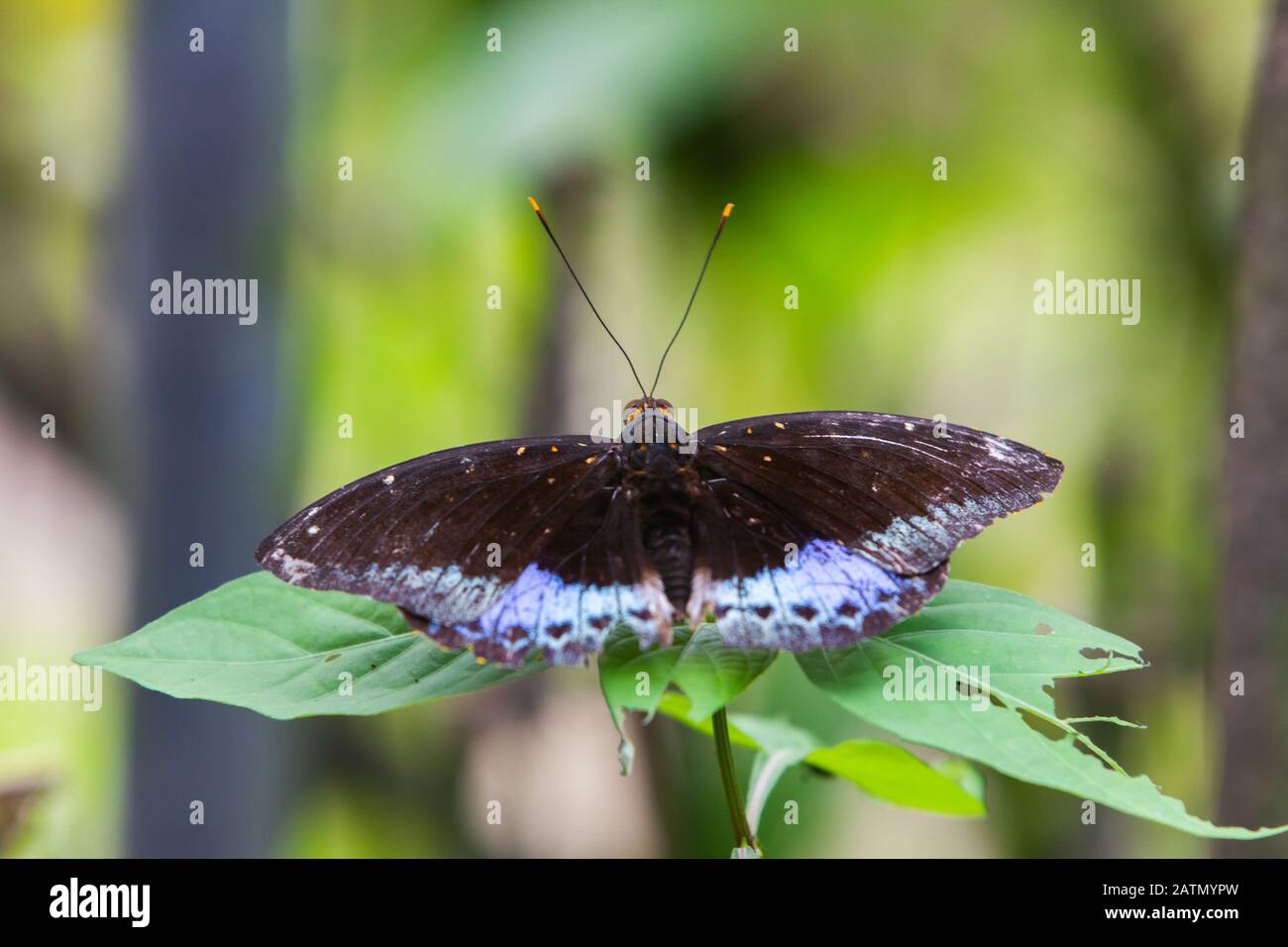 Male archduke butterfly hi-res stock photography and images - Alamy