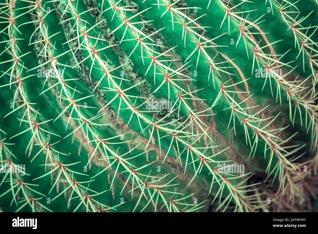 Cactus texture, green nature background. Tropical exotic natural ...