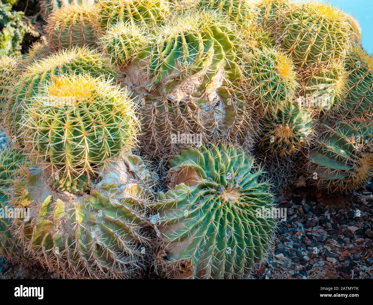 The spiny heads of the cactus, green nature background. Cactus bush ...