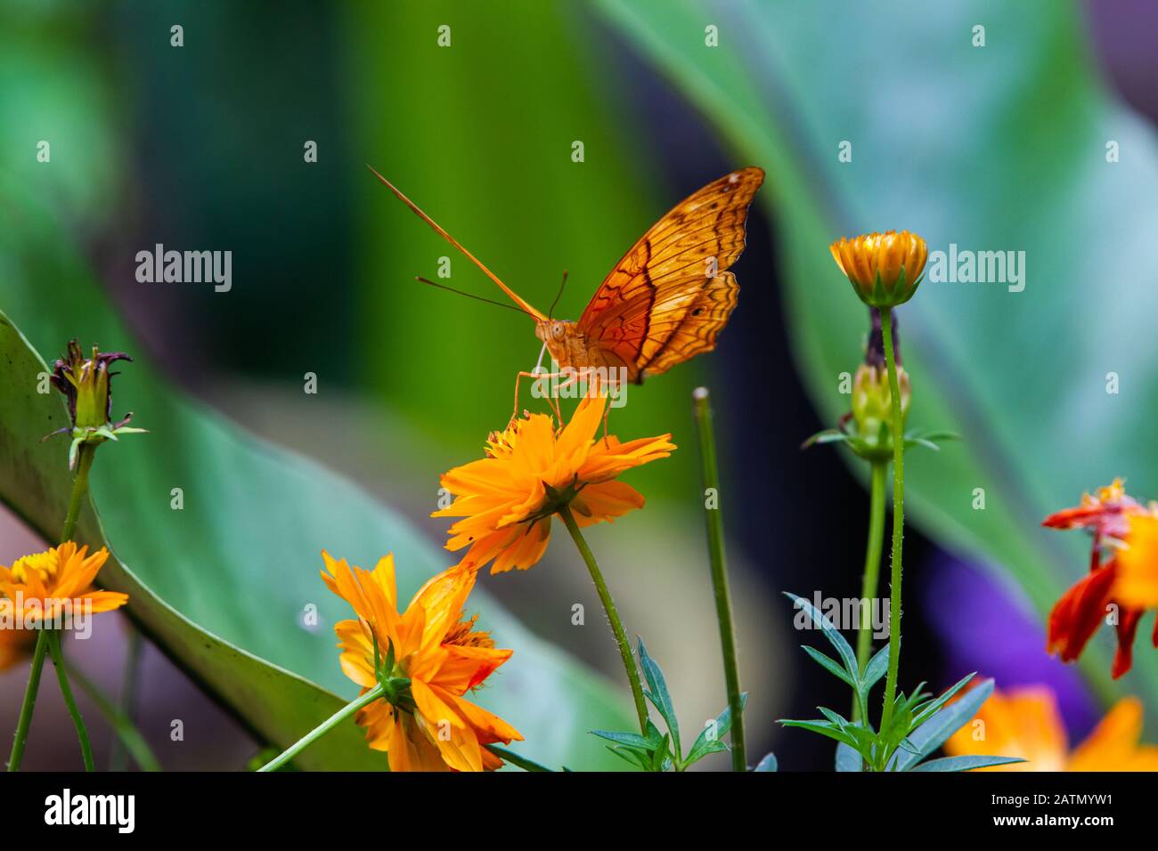 Vindula dejone vindula dejone hi-res stock photography and images - Alamy