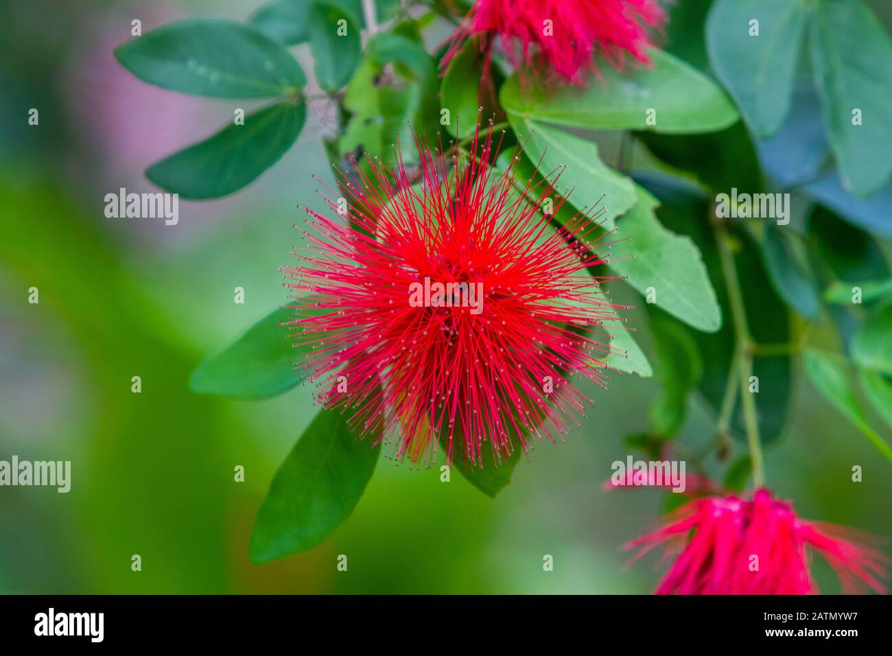 Calliandra spp hi-res stock photography and images - Alamy