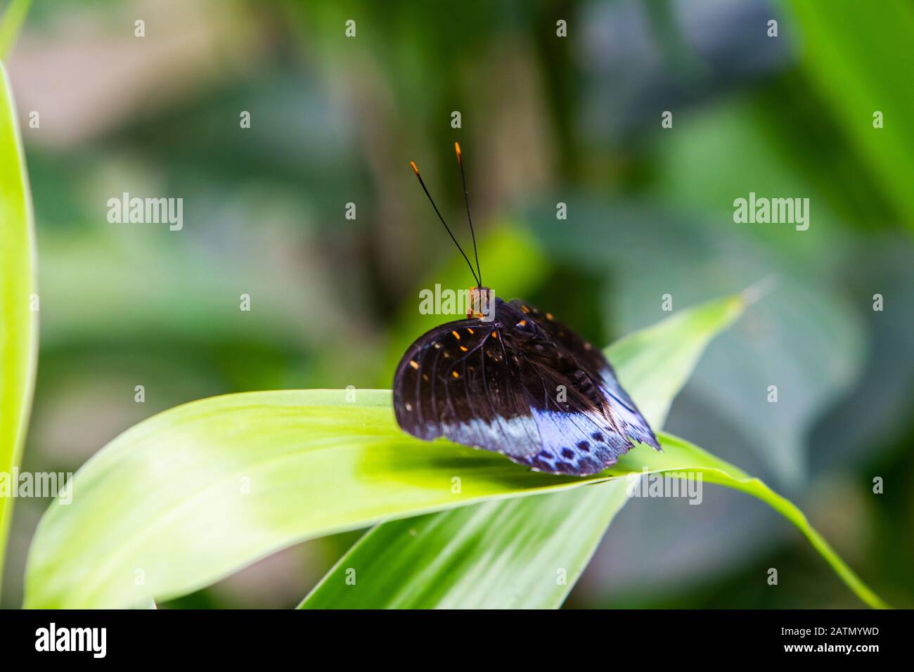 Lexias pardalis, the common archduke in blue and black on green leaf ...