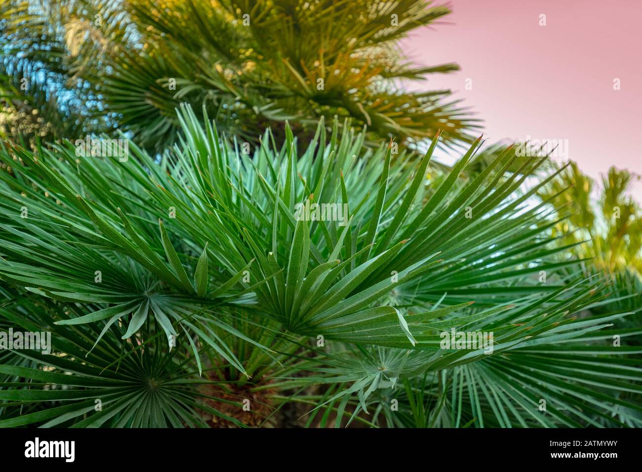 Palm tree branches. Tropical nature background Stock Photo - Alamy