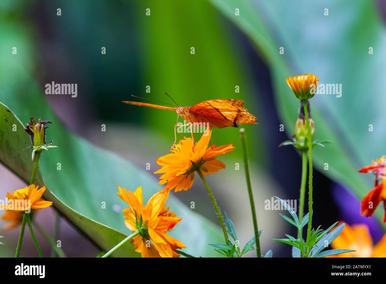 Vindula dejone vindula dejone hi-res stock photography and images - Alamy