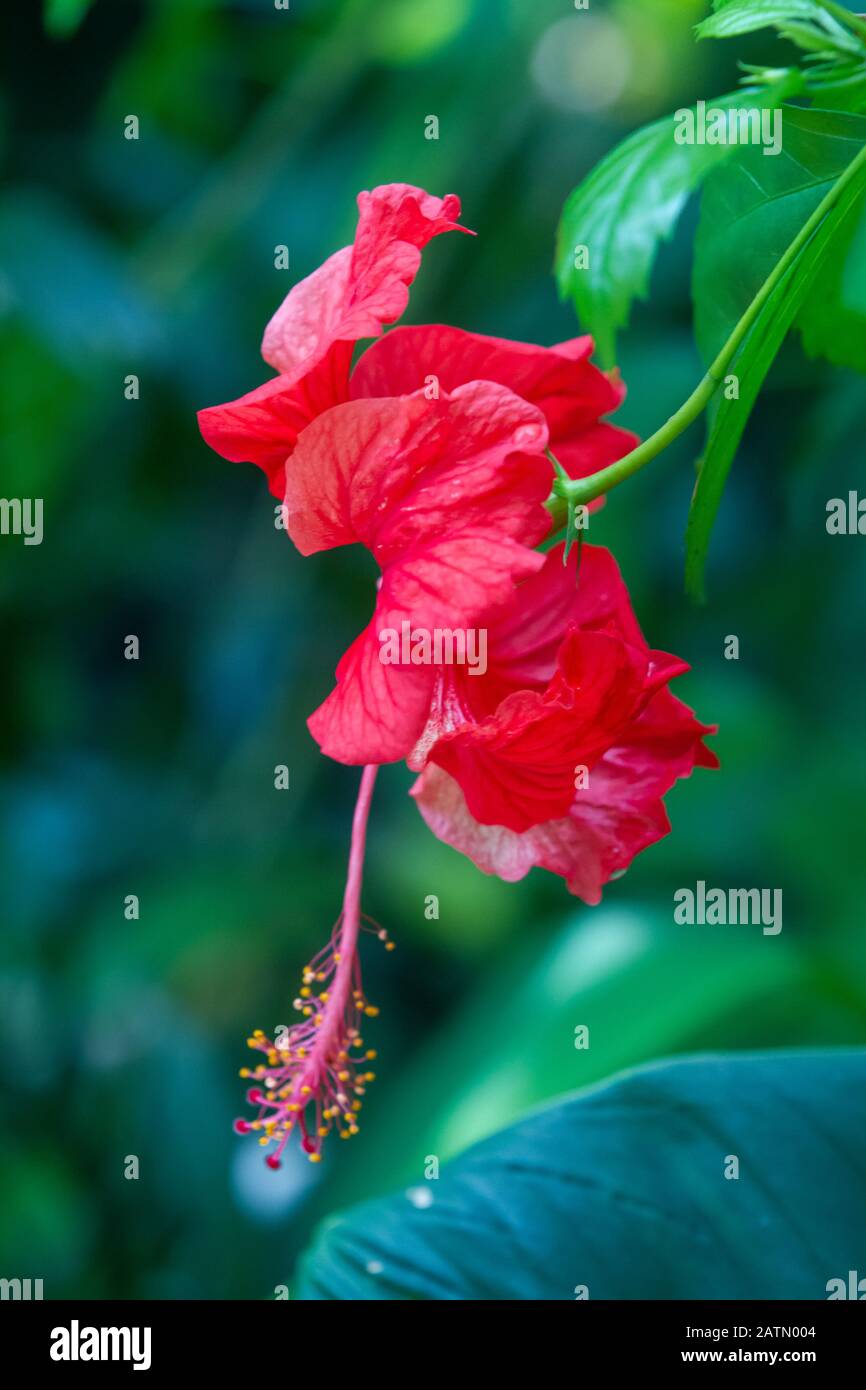 Close-up of hibiscus rosa-sinensis flower, known as Chinese hibiscus ...