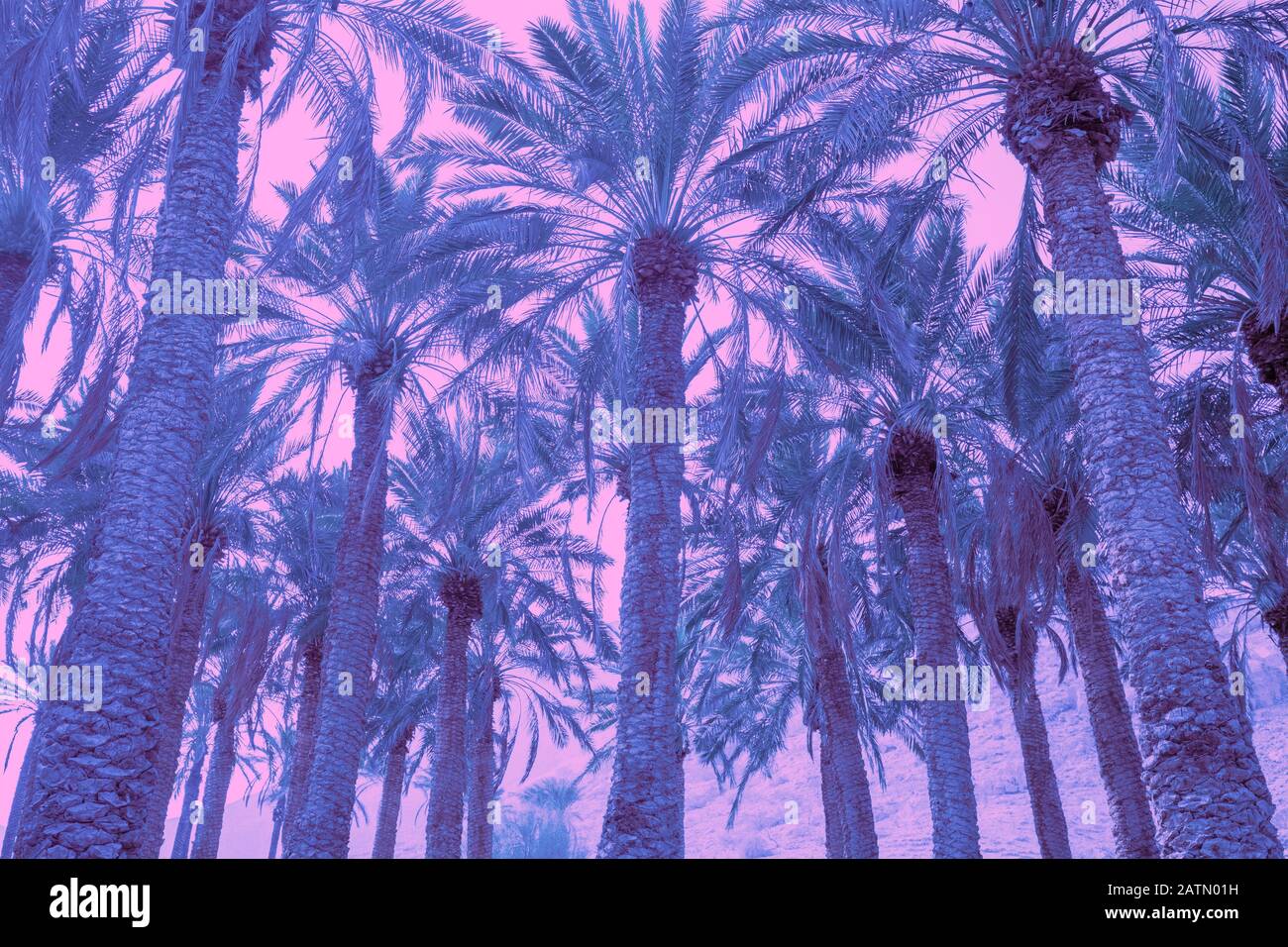 Plantation of palm trees against a sunset sky. Color gradient ...