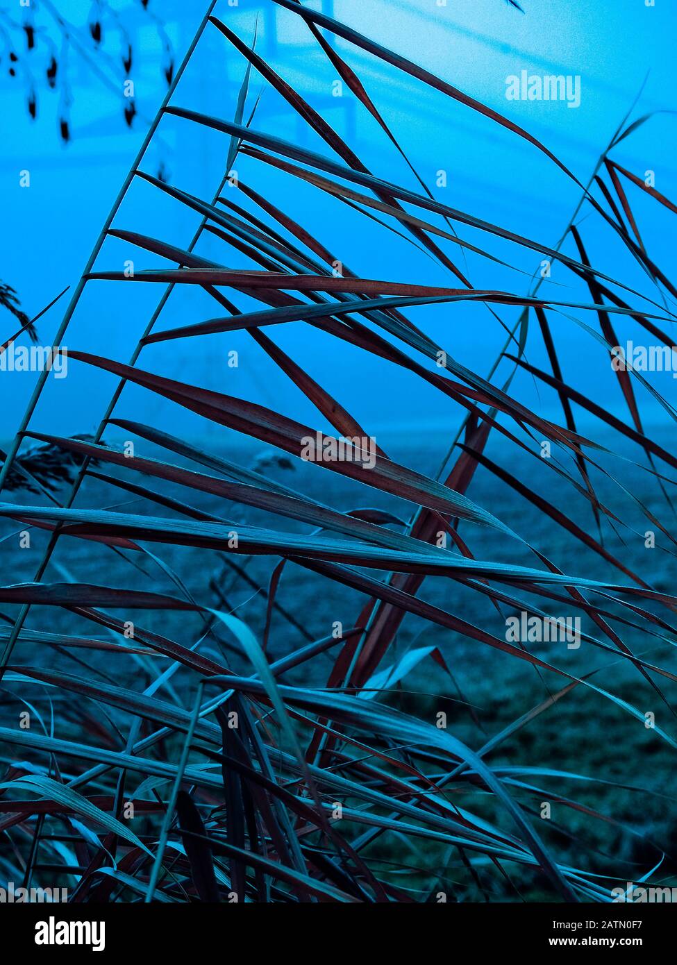 Reed plant details toned blue Stock Photo - Alamy