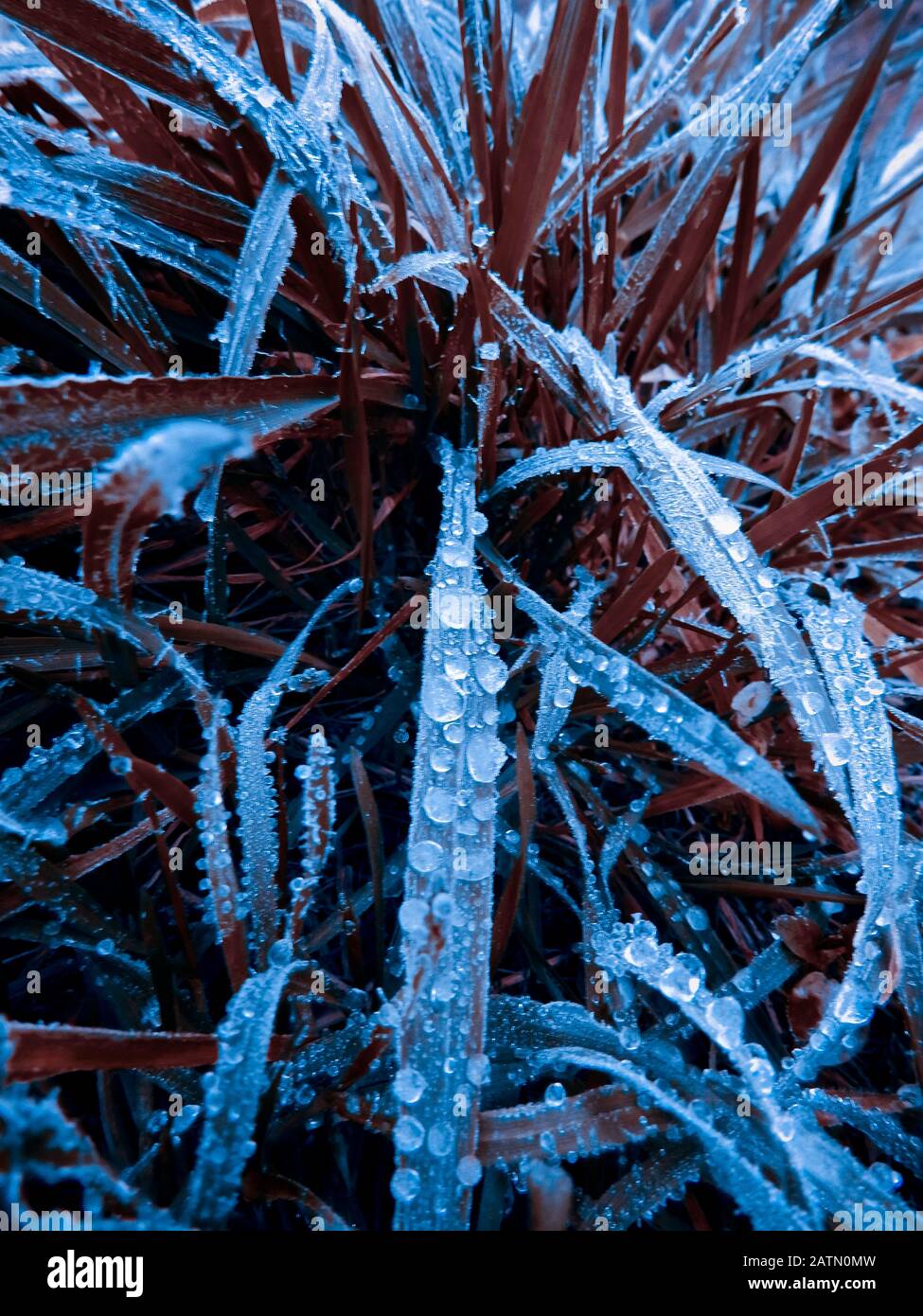 Frozen water drops on a small plant Stock Photo - Alamy