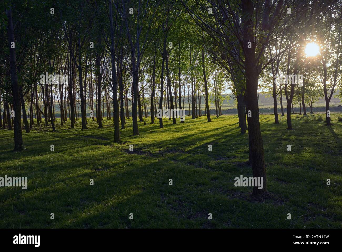 Sun beams pour through trees in spring forest Stock Photo - Alamy