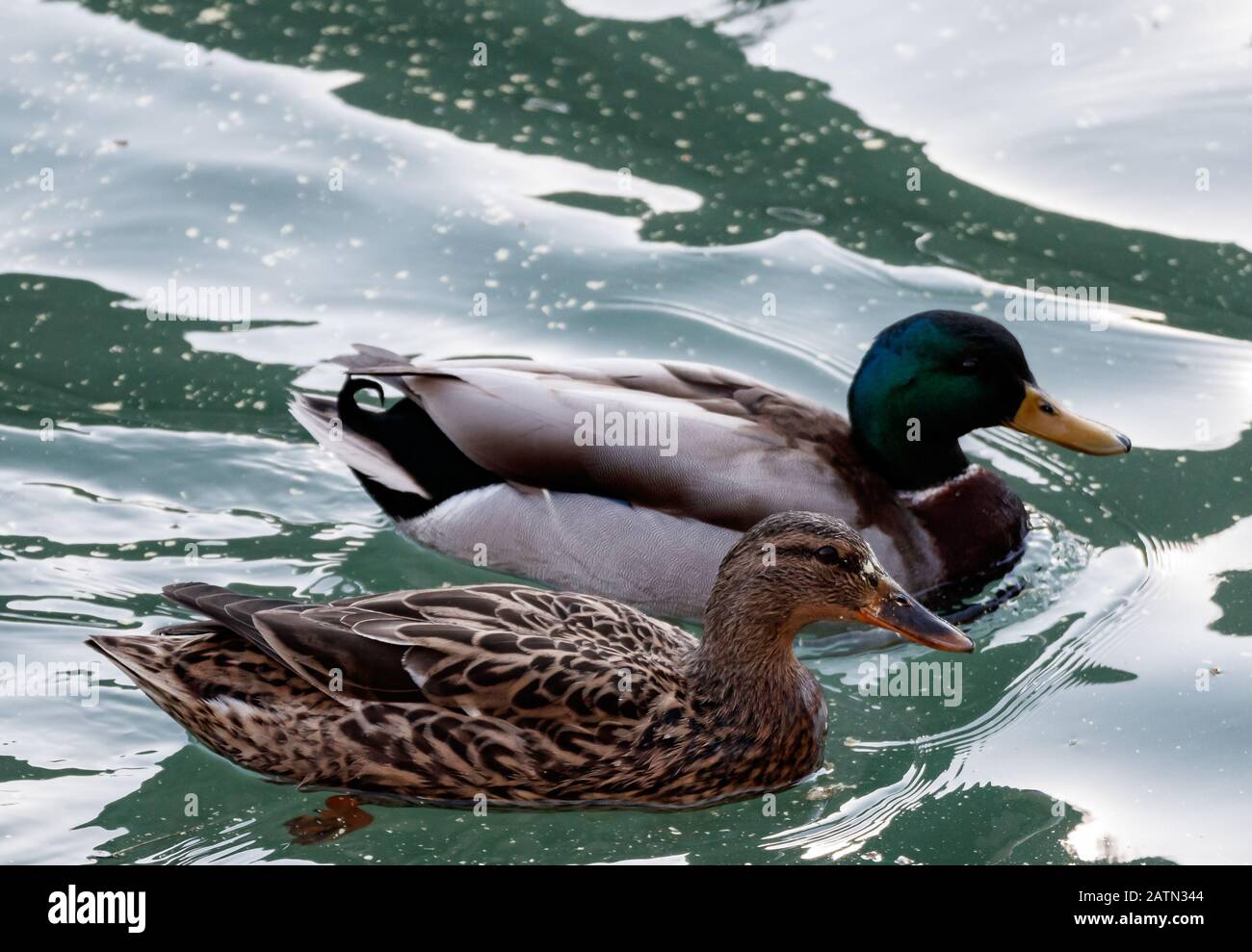 Duck at a lake hi-res stock photography and images - Alamy