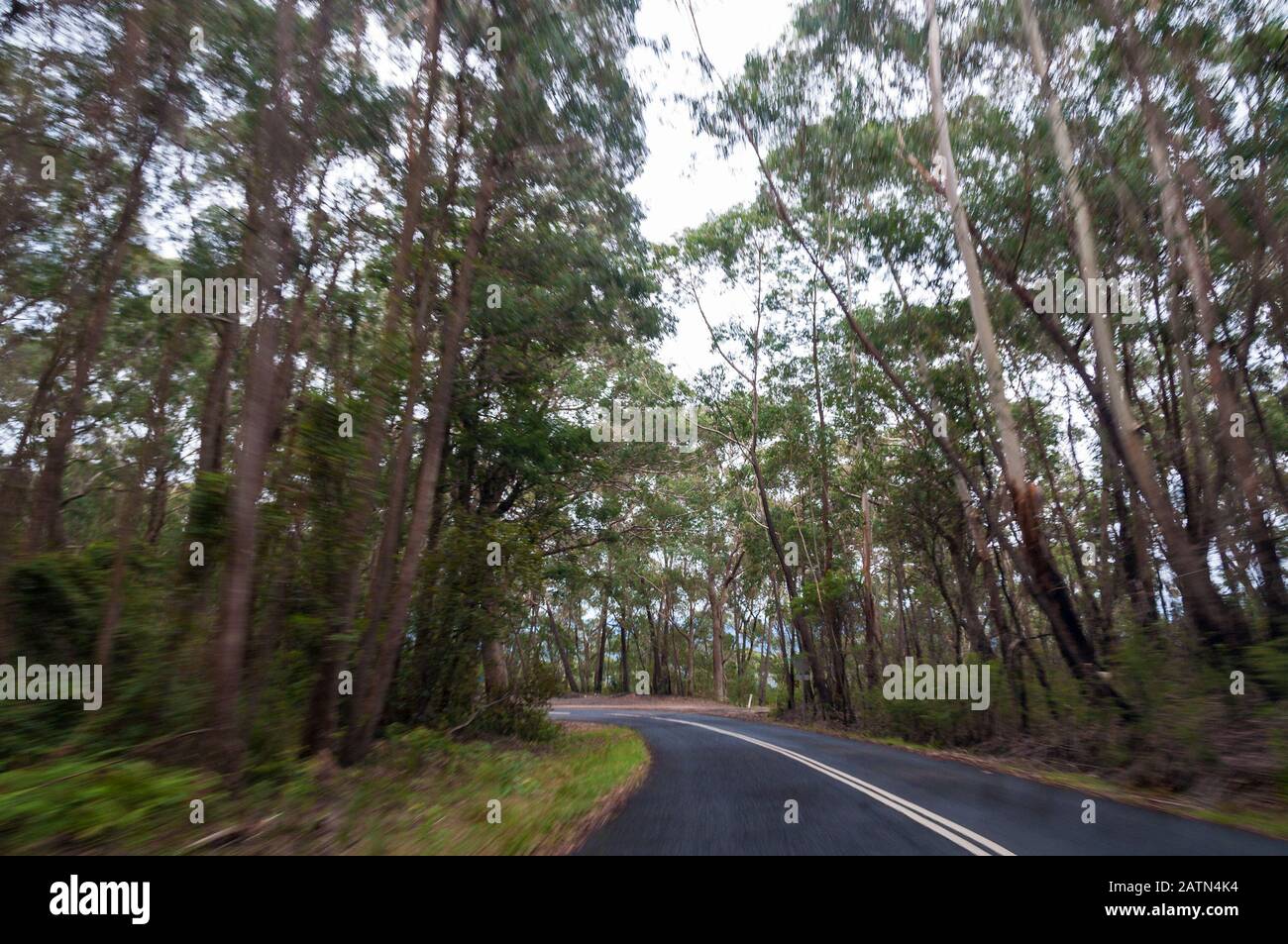 Moving through forest, car view of road with high speed motion blur ...